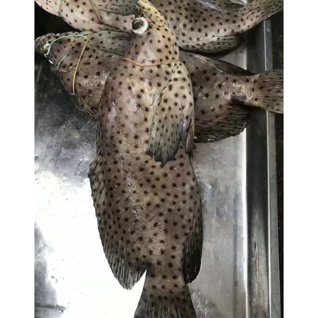 FRESH FROZEN MOUSE GROUPER 3.6kg / 老鼠斑 | Shopee Malaysia