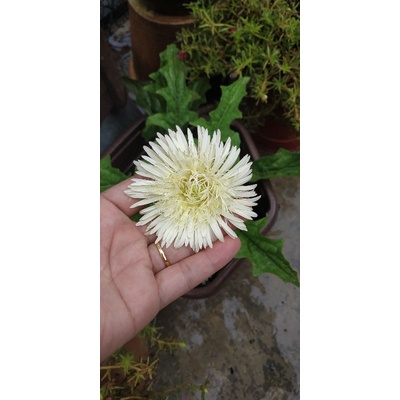 ANAK POKOK BUNGA DAISY KAMPUNG putih | Shopee Malaysia