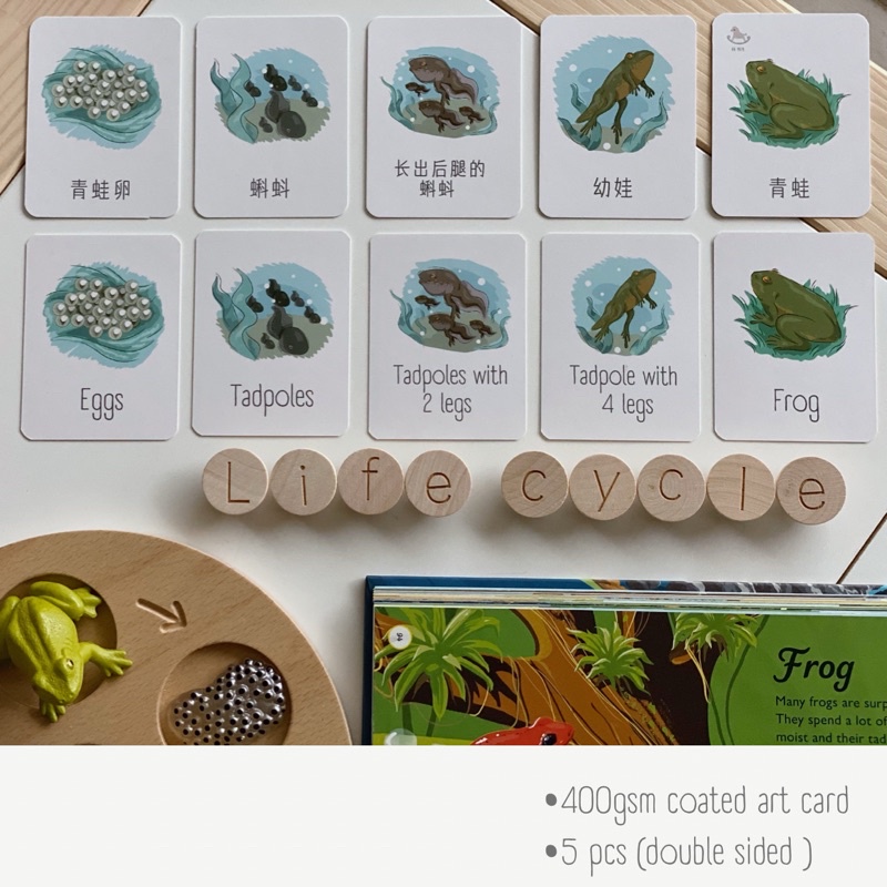 READY STOCK Life Cycles of Animal flashcard Early Learning Educational ...