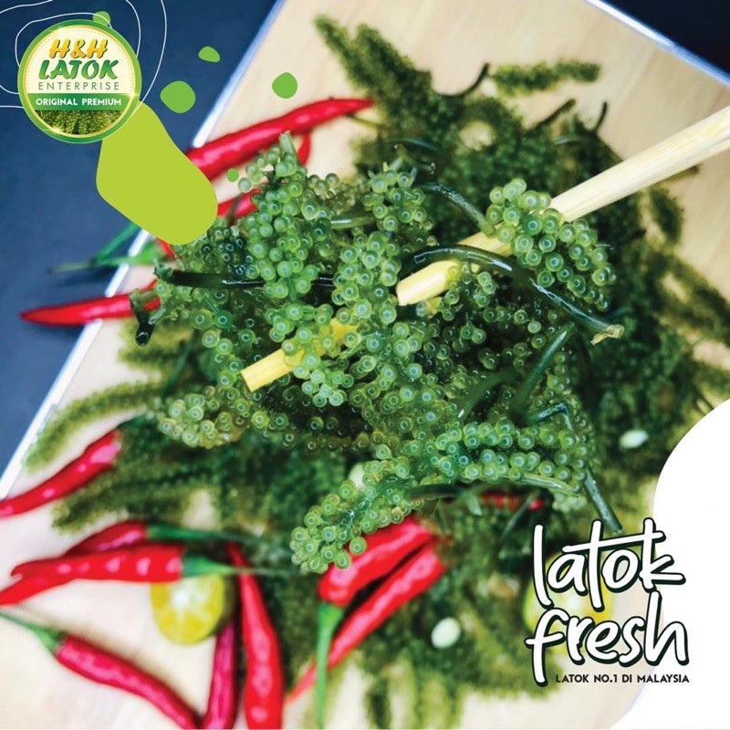LATOK PREMIUM TERNAK 100GRAM READY STOCK! | Shopee Malaysia