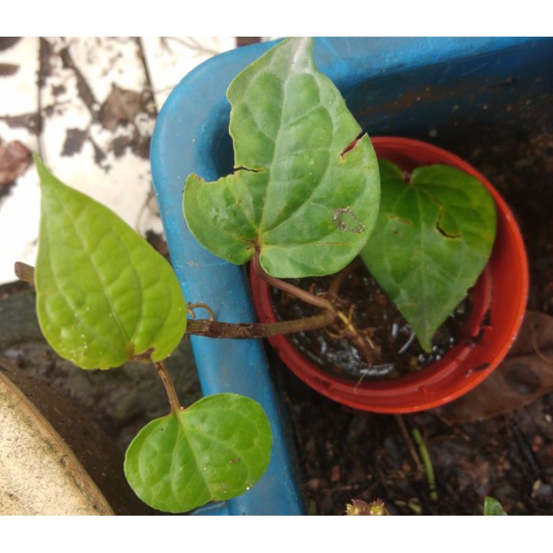 Anak pokok sirih/sireh melayu utk perubatan tradisional | Shopee Malaysia