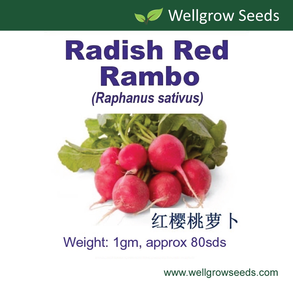 Radish Red Rambo Seeds (1gm, approx 80sds) 红樱桃萝卜 Lobak Root Vegetable ...