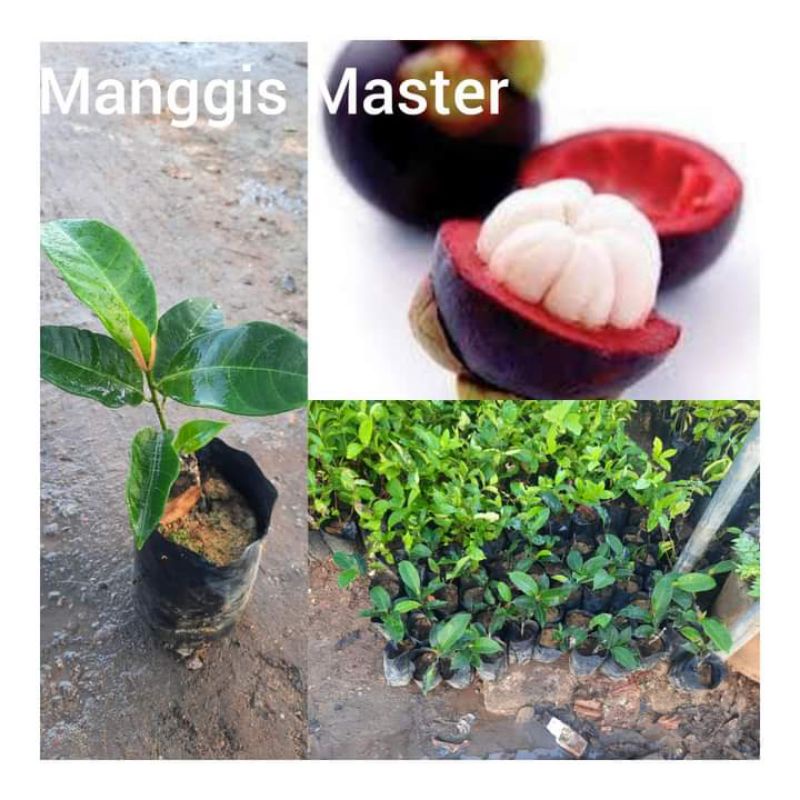 Anak pokok manggis master hybrid thai 100% original | Shopee Malaysia