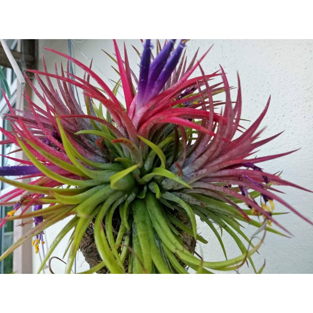 Air Plant - anak pokok air plant ..pokok yang tidak memerlukan tanah ...