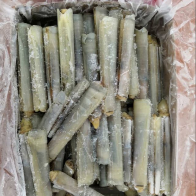 RAZOR CLAM / Bamboo Clam《1KG》 8-10cm | Shopee Malaysia