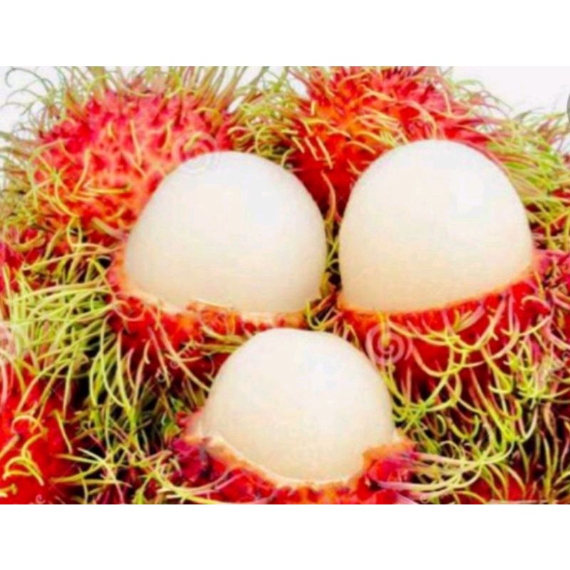 Pokok Rambutan Anak Sekolah 🌱🔥Anak Pokok Rambutan Anak Sekolah 🌱🔥 ...