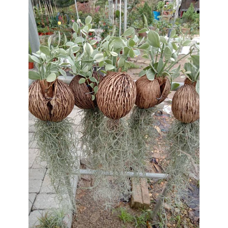 pokok tok janggut adam | Shopee Malaysia