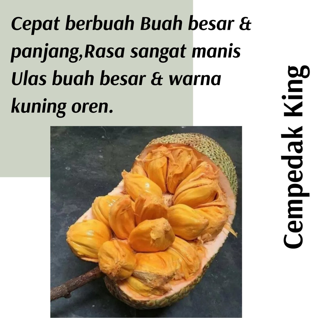 (Real Plant) Anak Pokok Cempedak King cepat berbuah hybrid premium top ...
