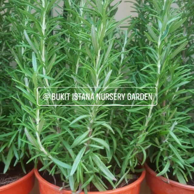 Pokok Rosemary dalam Pasu Besar - Herba Inggeris - Organik | Shopee ...