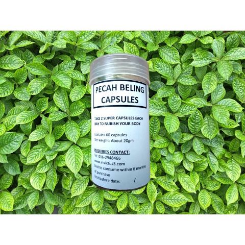 100 Capsules Home Grown Pecah Beling Leafs Capsules 100 Kapsul Herba ...