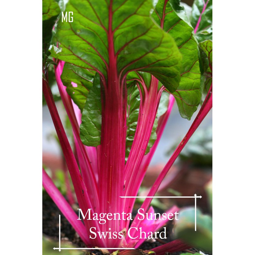 *Easy* Magenta Sunset Swiss Chard seeds - 30 seed - Mango Garden Seed ...