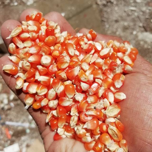 Pigeon crystal corn crystal corn (10kg packaging) | Shopee Malaysia