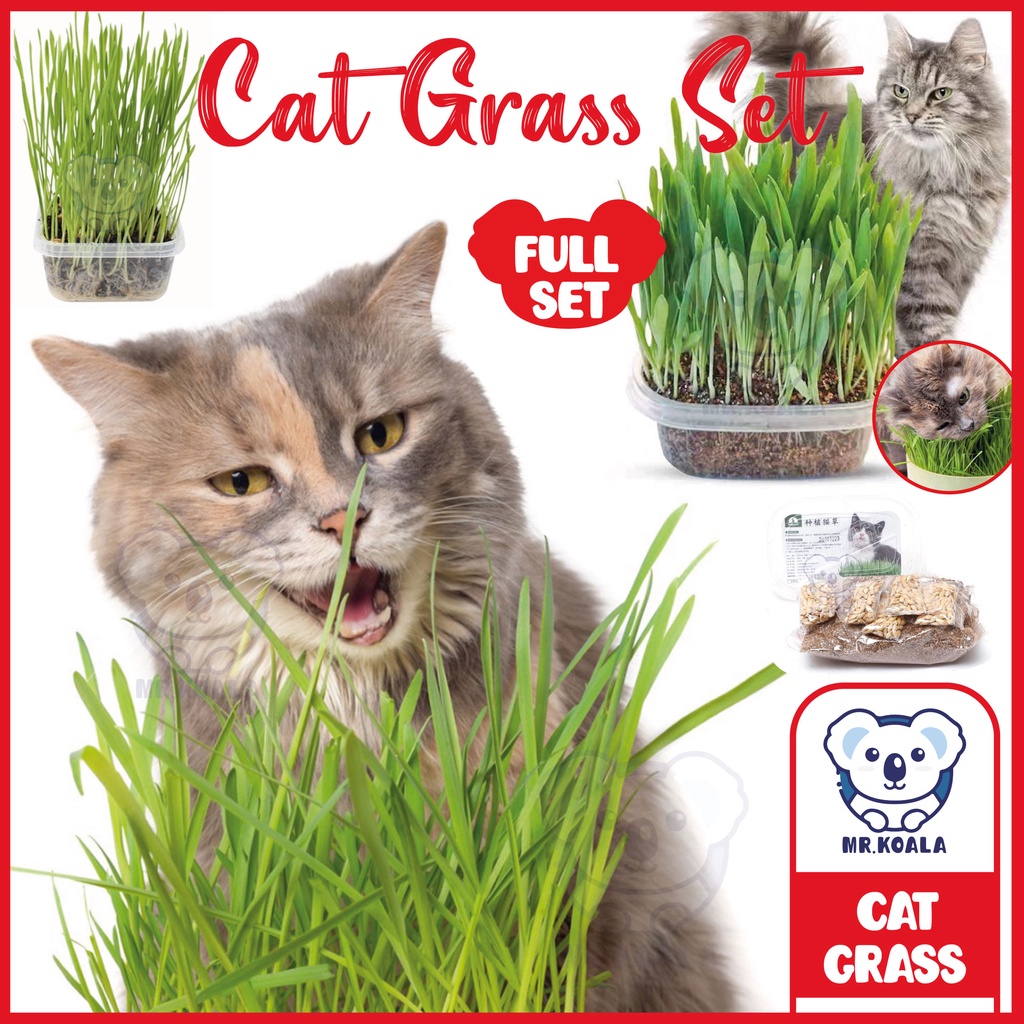 Set Biji Benih Rumput Kucing Premium Cat Grass Organic Wheatgrass Seed ...
