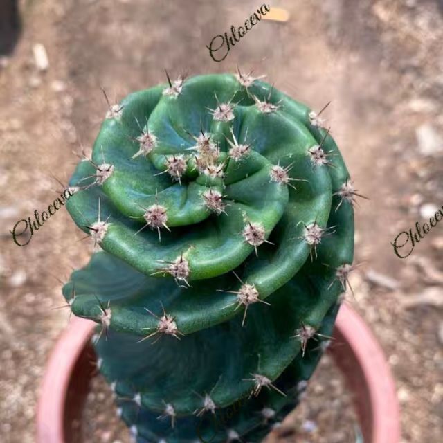 Cereus Forbesii Spiralis | Twisted Cactus | 龙卷风仙人掌🌵 | Shopee Malaysia