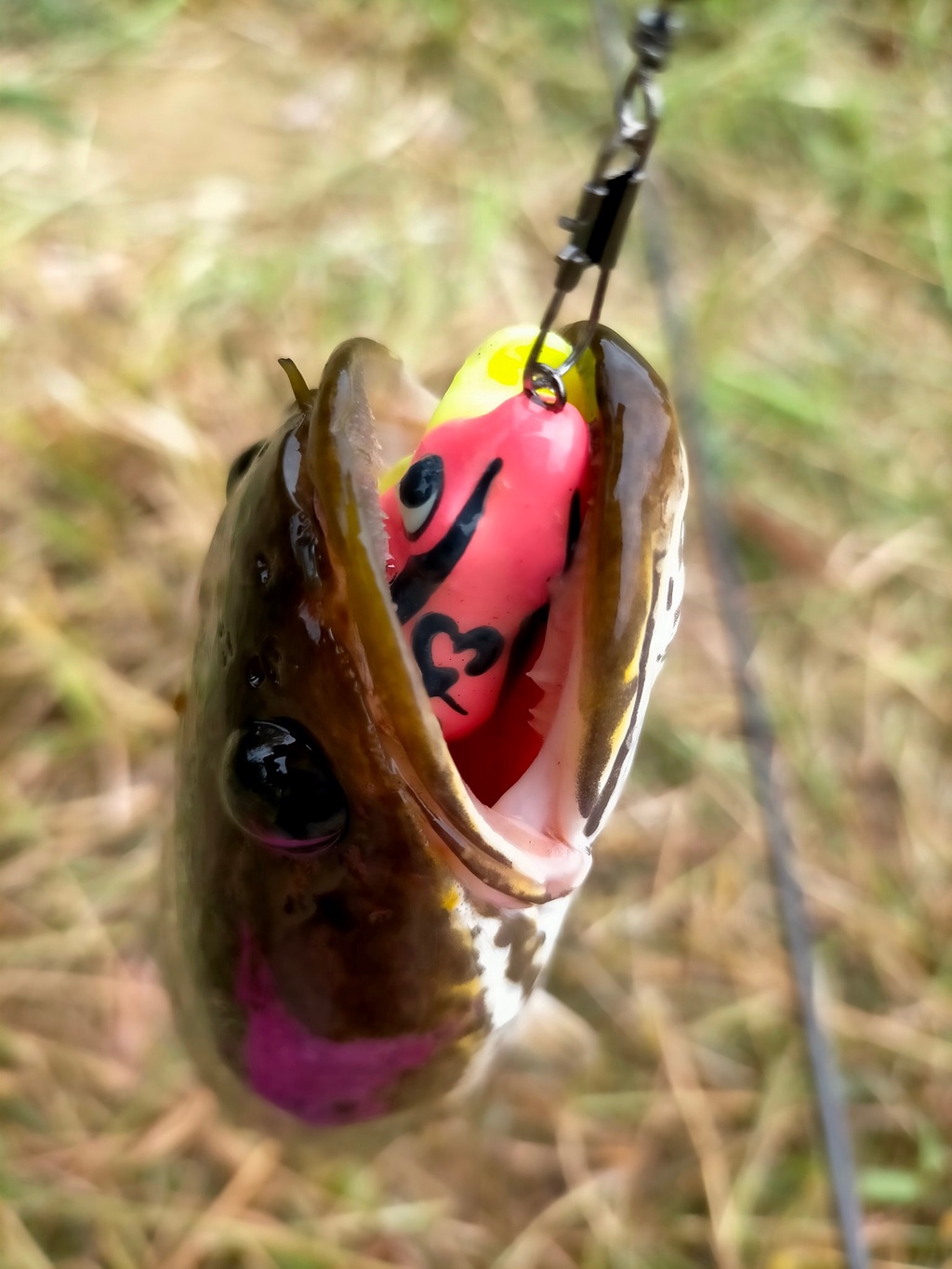 EXP Dominnow Soft Rubber Frog Expert for Snakehead Hunter for Haruan ...