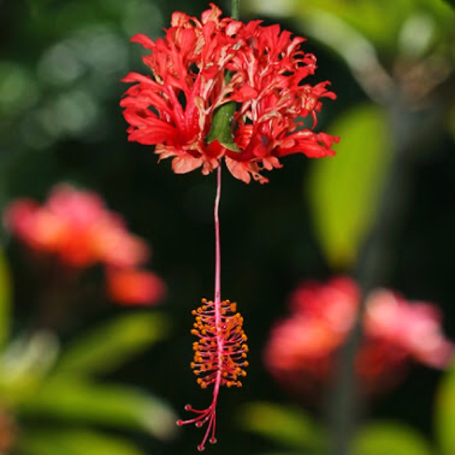 Keratan Bunga Raya Coral Hibiscus @ Spider Keratan Bunga Raya Cantik ...