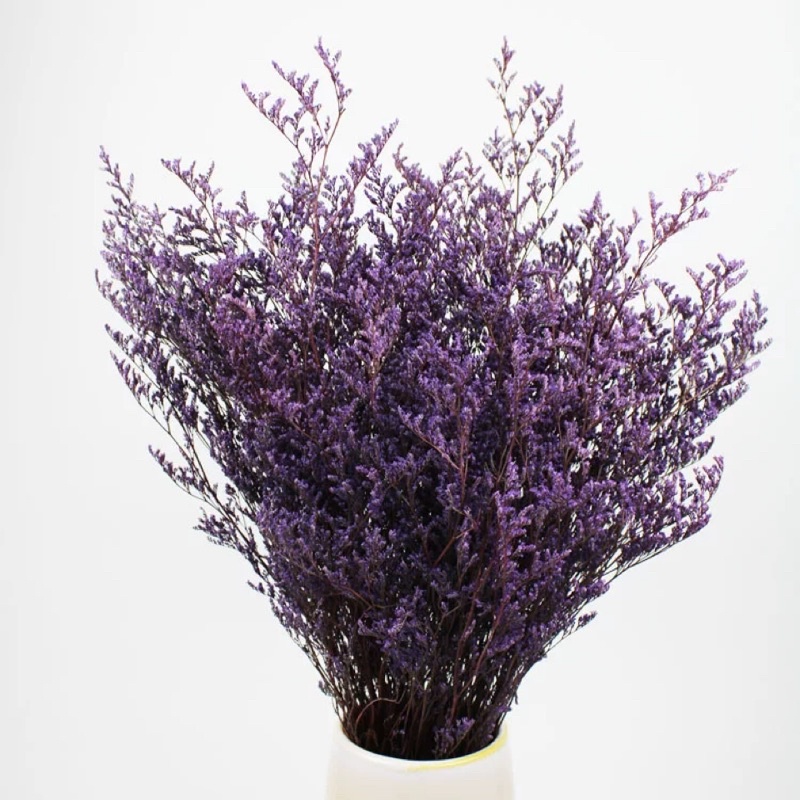 Premium Quality 20/50/100gram Caspia | Preserved Dried Flower | Bouquet ...