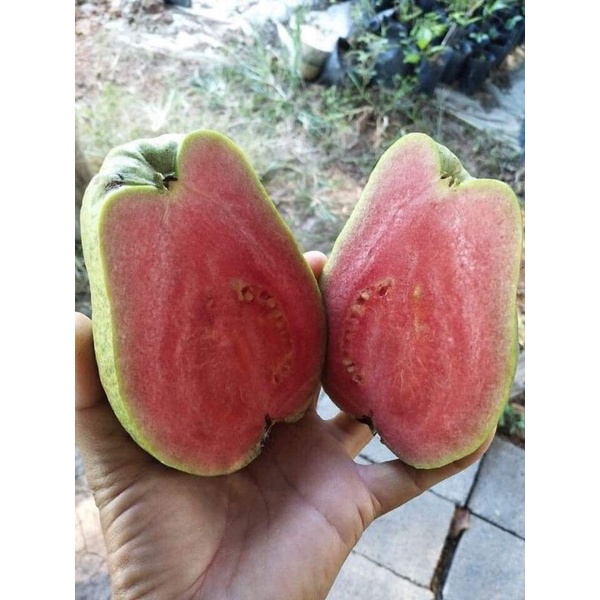 Pokok Jambu batu isi pink Buah bujur besar Real Plant Hotselling indoor ...