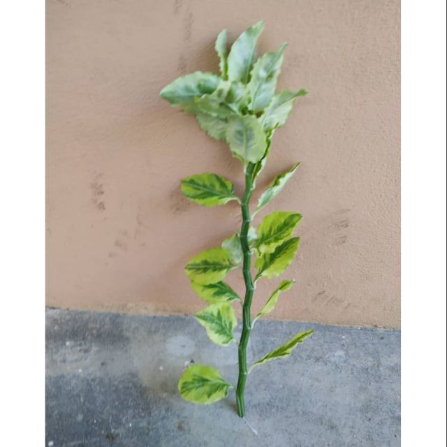 10 Batang pokok bunga lipan sekali penghantaran | Shopee Malaysia