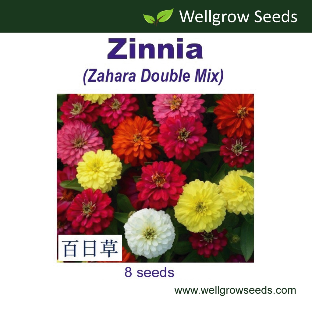 Zinnia Zahara Double Mix (8 seeds) 百日草：双瓣萨阿拉系列（混色）Flower Seeds Wellgrow ...