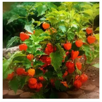 edible*Dwarf Peruvian groundcherry plant seed- Physalis peruviana ...