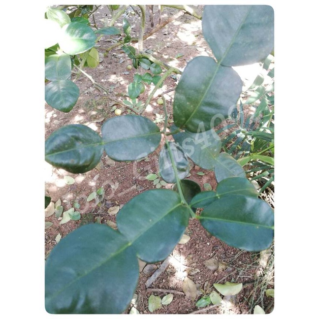 新鲜麻疯柑叶/Daun Limau Purut Segar/Fresh Citrus Hystrix leaves | Shopee Malaysia