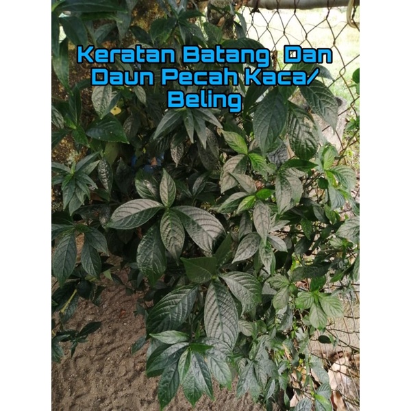 4 Keratan batang pokok pecah beling, pecah kaca, Herba tradisional ...