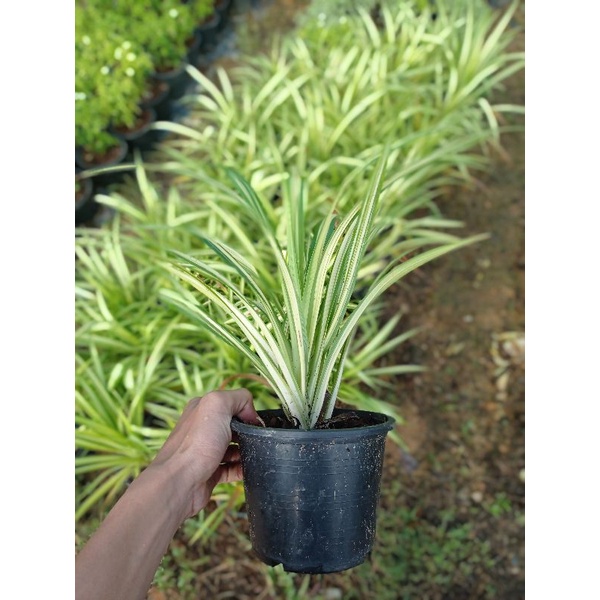 Pokok Bunga Pandan Daun Kuning (Tanaman Hiasan) / Pokok Bunga Hiasan ...