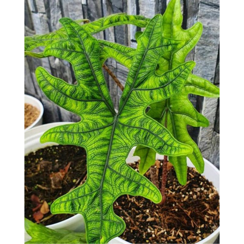alocasia Jaclyn plant | Shopee Malaysia