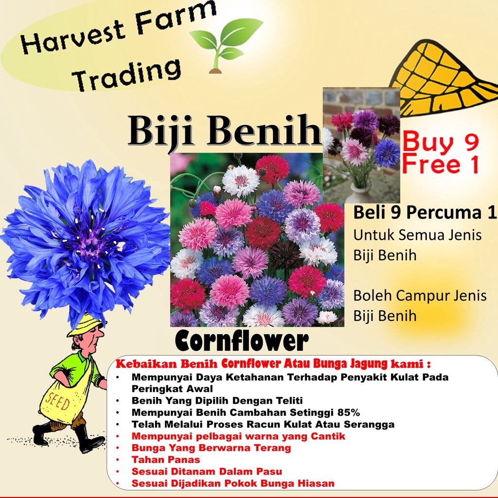 Biji Benih Bunga Jagung 20Pcs +- 蓝矢车菊花瓣种子四季耐热花种子 Cornflower decoration ...