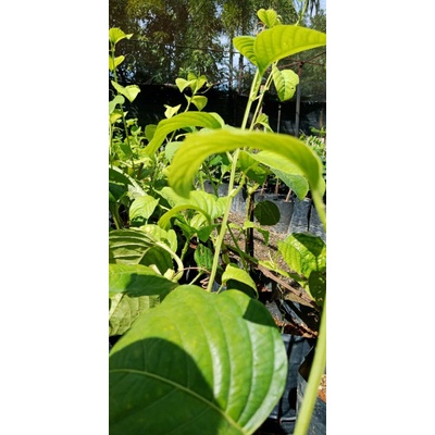 giant markisa grandanilla/ pokok markisa buah besar | Shopee Malaysia