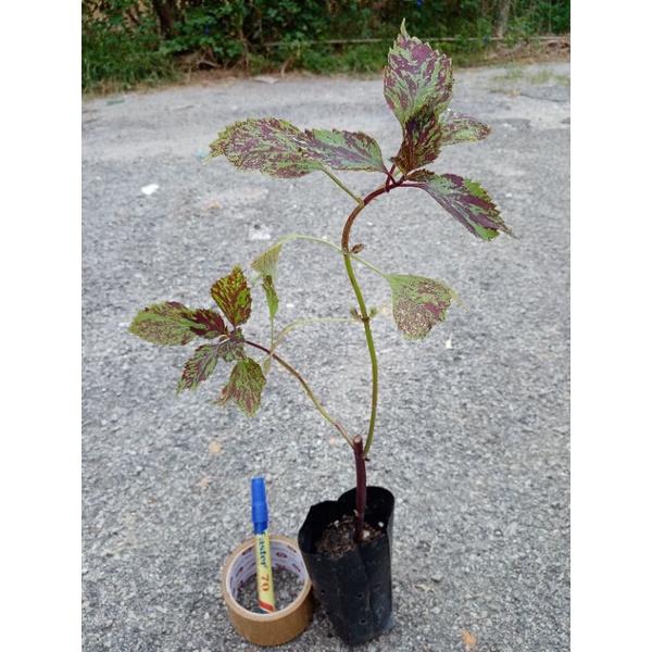 Anak Pokok/Keratan Ati Ati Hati (Part 1) coleus ati2 stabil berakar ...