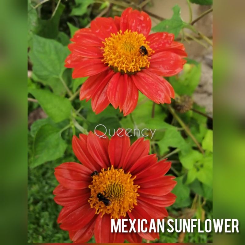 BIJI BENIH RED TORCH MEXICAN SUNFLOWER/ TITHONIA | Shopee Malaysia