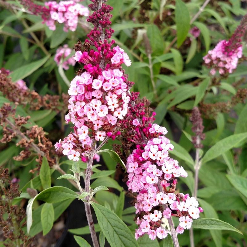 Pokok Bunga Butterfly Bush PINK wangi dan harum | Shopee Malaysia