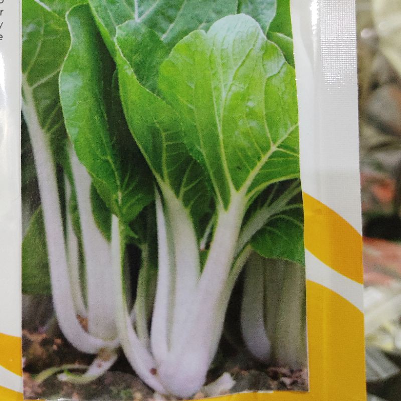 Biji Benih Pak Choy Putih 200pcs Fan Pak Choy Seeds Vegetable Seed Vege ...