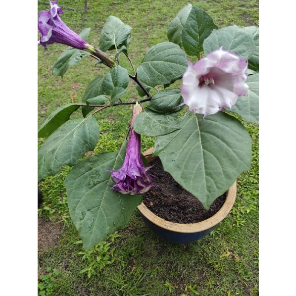 Live Plant Datura metel * Pokok kecubung hitam | Shopee Malaysia