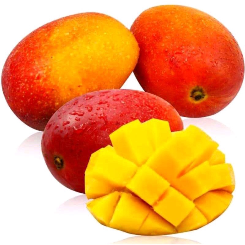 Anak pokok Mangga Aiwen🌱🔥爱文芒果树苗🌱🔥Aiwen Mango Tree🌱🔥Hybrid Hot sale 🔥 ...