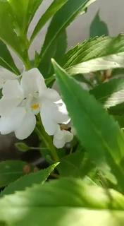 Anak Pokok Bunga Keembung Putih Baby Tree Impatients Balsamina 凤仙花（纯白 ...