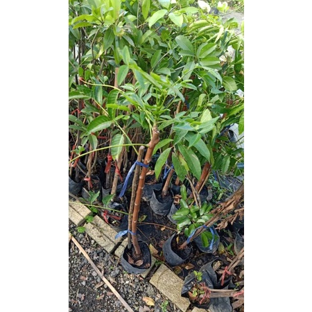 [1 POKOK] ANAK POKOK NEEM (SEMAMBU / PAHIT) | Shopee Malaysia