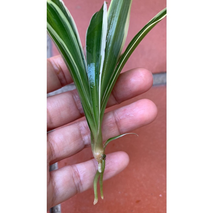 GREENPokok Spider Plant Pokok Lidah Ayam Labah Labah Murah 蛛形吊兰 ...