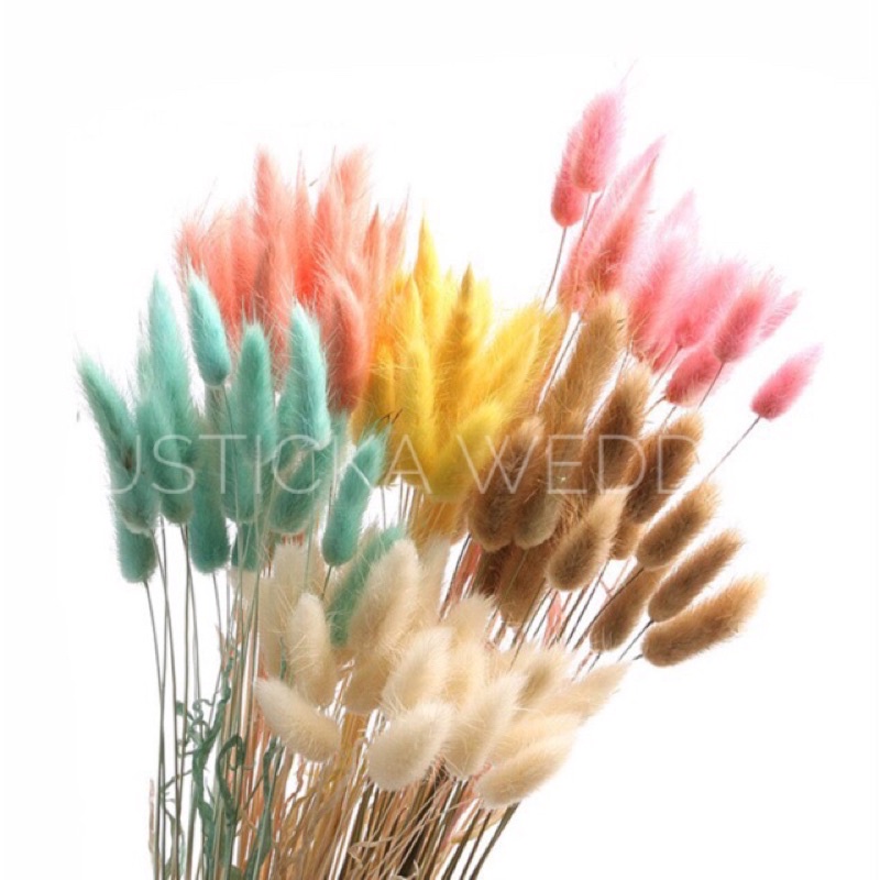 Real Flowers Dried Flowers Rabbit Tails Cat Tail Bunny Tails Bouquet ...