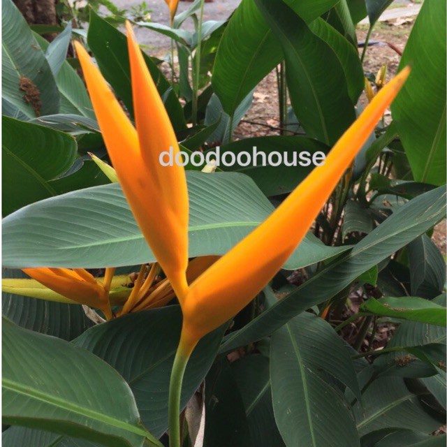 🌟READY STOCK🌟(BUY 1 FREE 1)Paradise Bird Live Plant pokok bunga burung ...