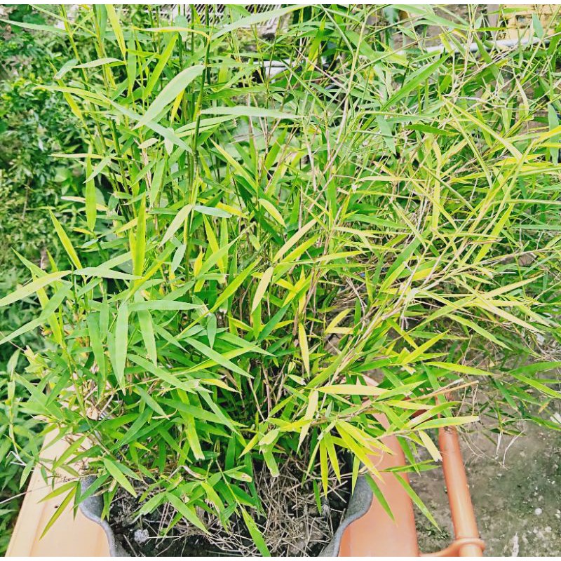 Buluh Perindu Grade 2 (Polibag & Keratan) | Shopee Malaysia