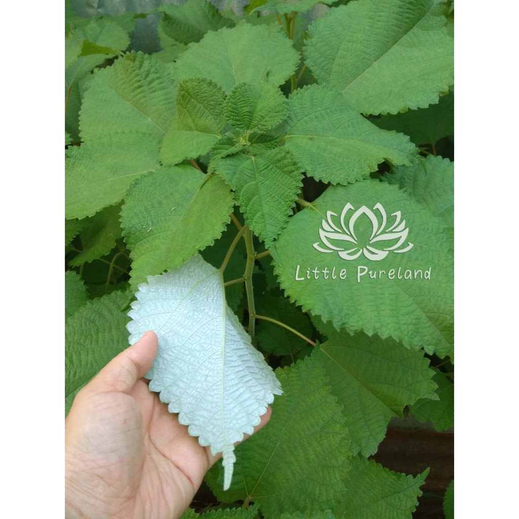 Ramie leaf Boehmeria nivea 苎叶 苎麻叶 粗叶 厝叶 | Shopee Malaysia