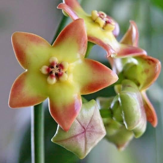 Hoya CV Ruthie - (real plant) | Shopee Malaysia