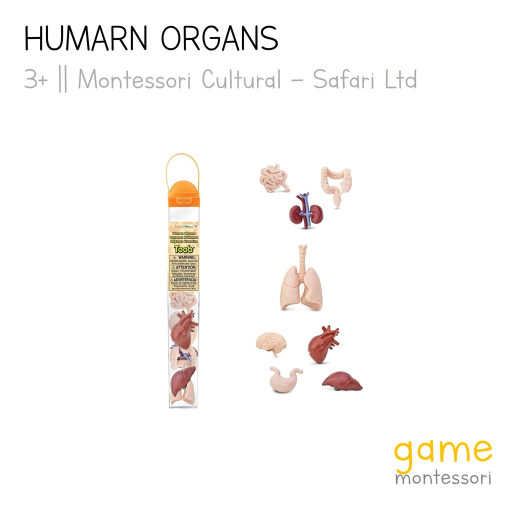 Safari Ltd Human Organs Toob complete with Extension | Shopee Malaysia