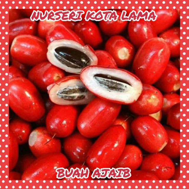 🔥RARE🔥 POKOK BUAH AJAIB / Miracle Berry Tree / Miracle Fruit / Magic ...