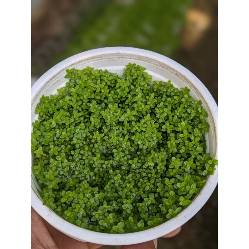 🔥🔥Hemianthus callitrichoides ( HC Cuba)🔥🔥 | Shopee Malaysia