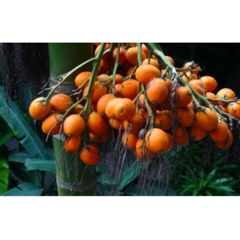1kg buah pinang tua buah pinang basah | Shopee Malaysia