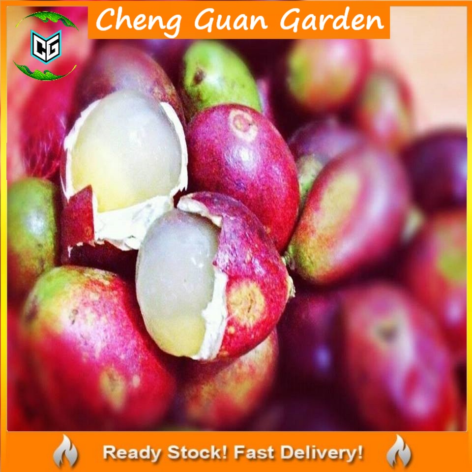 Anak Pokok Rokam Pokok Sangat Rare Pokok Import Dari Thailand Pokok ...